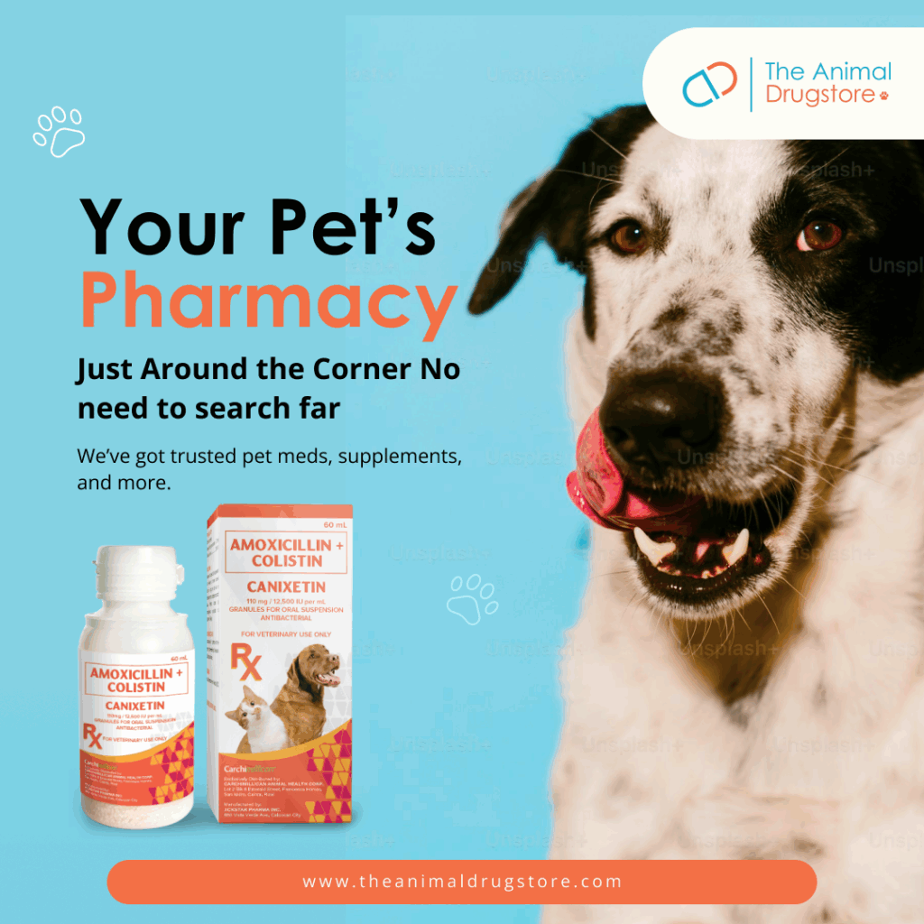 Home - Pet Prescription & OTC Meds Philippines | The Animal Drugstore